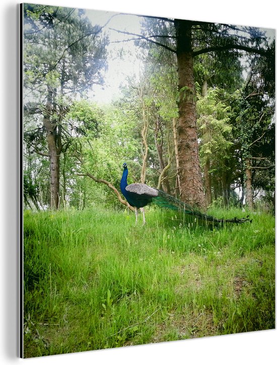 Wanddecoratie Metaal - Aluminium Schilderij - Pauw - Gras - Bos - 20x20 ...
