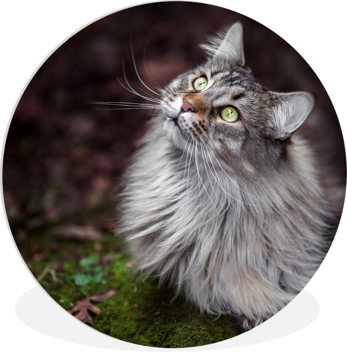 Un chat Maine Coon gris Assiette murale cercle en plastique ⌀ 150 cm ...