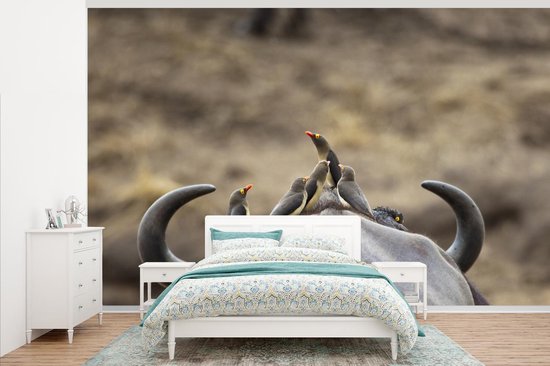 Behang - Fotobehang Buffel - Vogel - Dieren - Breedte 345 cm x hoogte ...