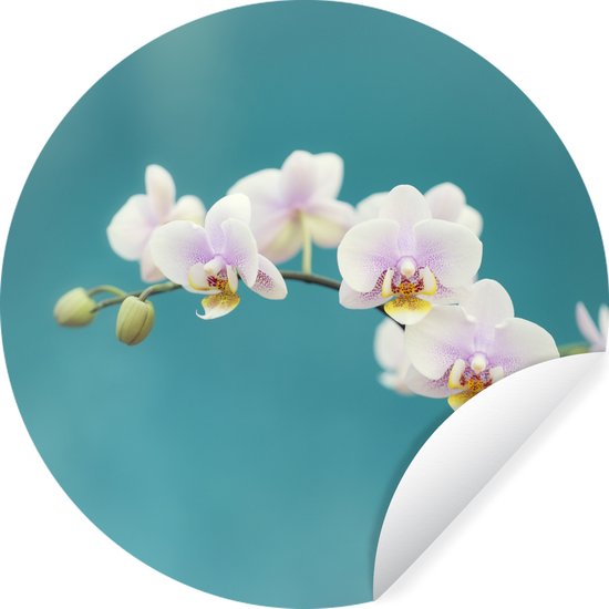 WallCircle - Muurstickers - Behangcirkel - Orchidee - Bloemen - Plant - Wit - Paars -... | bol