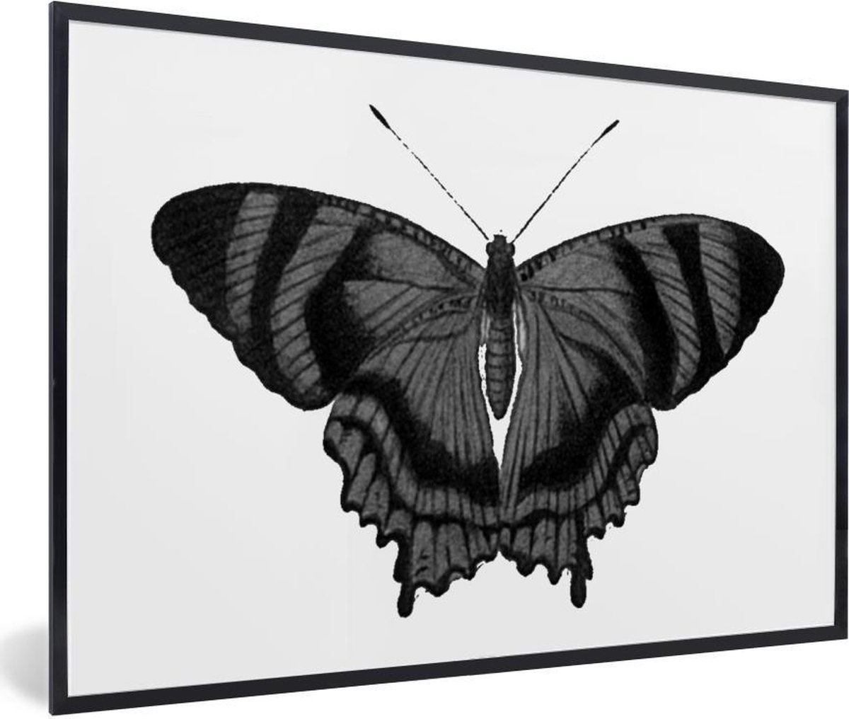 Posters Zwart Wit - Vintage tekening van een groene vlinder met zwarte ...