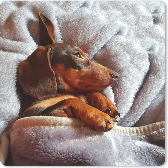 Muismat - Mousepad - Schattige Teckel ligt onder de dekens - 30x30 cm ...