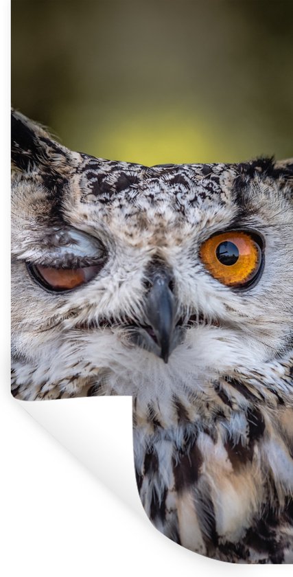 Muurstickers - Sticker Folie - Uil - Oog - Oranje - 60x120 cm ...