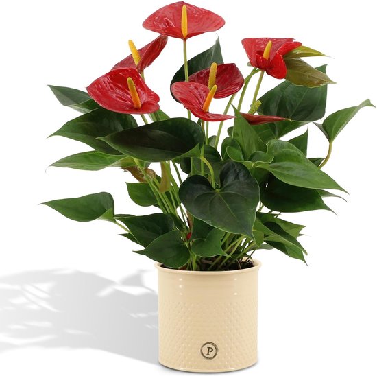 Anthurium andreanum Diamond Red incl. PURE zink - 45cm - Ø12 | bol