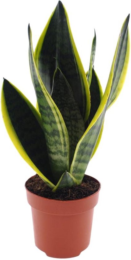 Groene plant – Vrouwentongen (Sansevieria) met bloempot – Hoogte: 30 cm ...