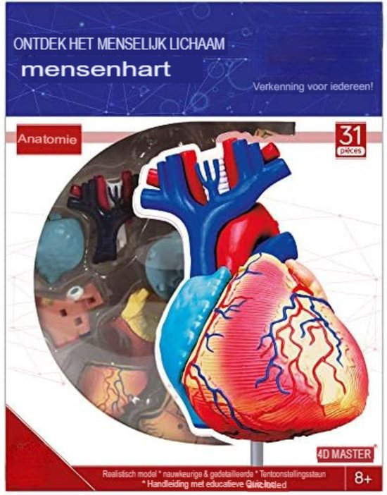 Anatomie Model - Anatomisch Model | bol