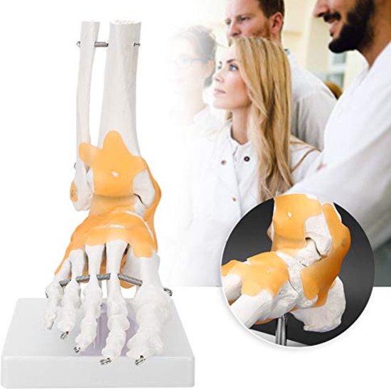 Anatomie Model - Anatomisch Model | bol