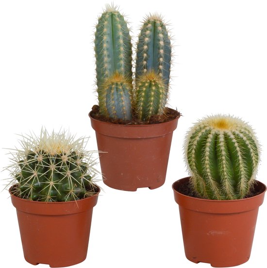 Botanicly — Cactus Mix 3 Planten | Hoogte 18cm | Klassieke Mix van 3 Verschillende... | bol