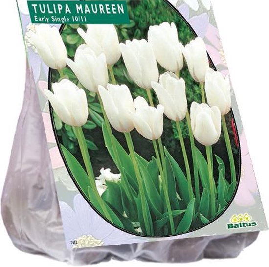 Tulpenbol Maureen - 2 x 20 stuks | bol.com