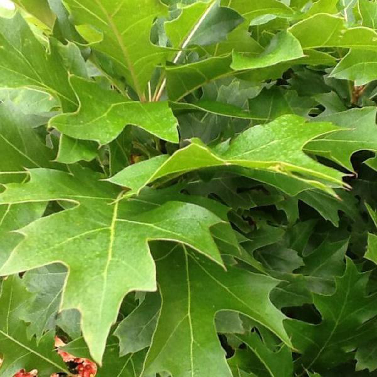 QUERCUS PALUSTRIS 'GREEN DWARF' - Moeraseik - stam 180 cm pot | bol