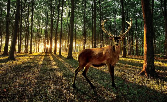 Fotobehang - Vlies Behang - Hert in Zonnig Bos - Zonsondergang - 208 x ...