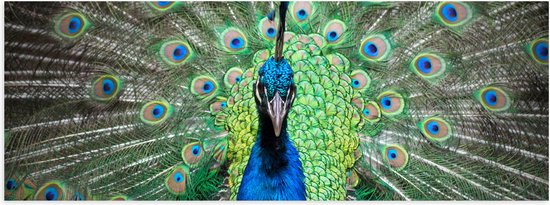 Poster (Mat) - Close up van blauwe pauw met zijn veren omhoog - 90x30 ...