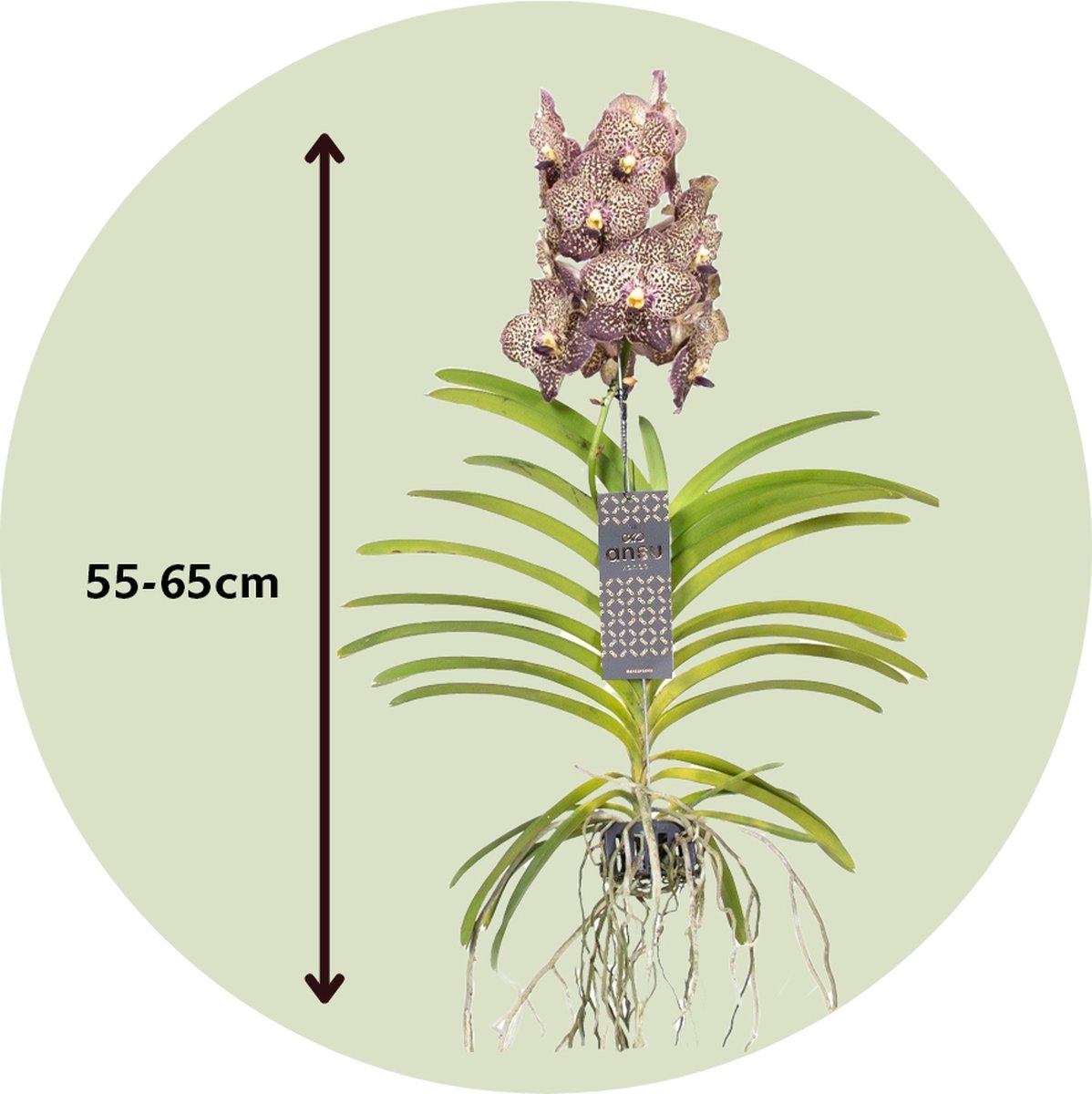 Plant in a Box - Vanda Ocelot Mocha - Tropische Orchidee - Prachtige ...