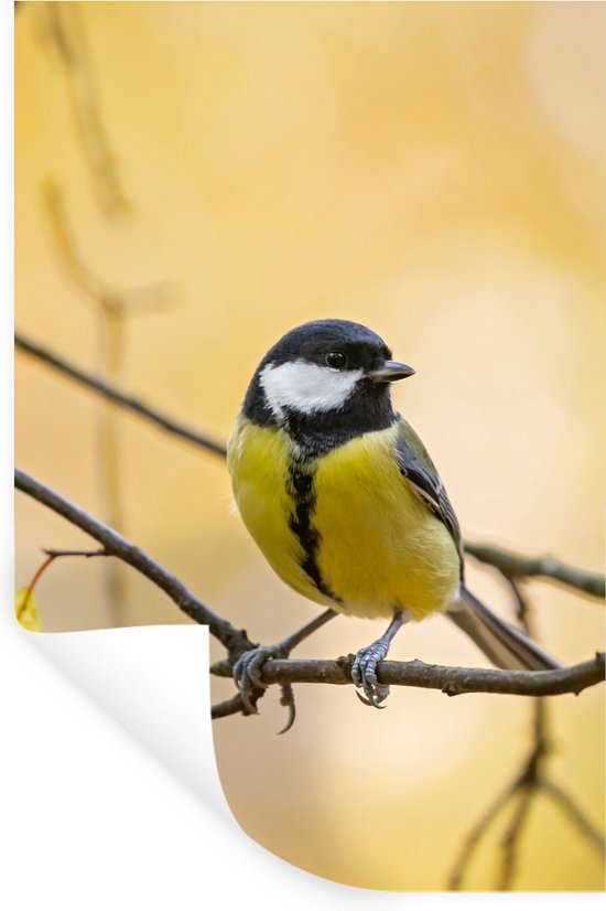 Muurstickers - Sticker Folie - Koolmees - Tak - Vogel - Dieren - 60x90 ...