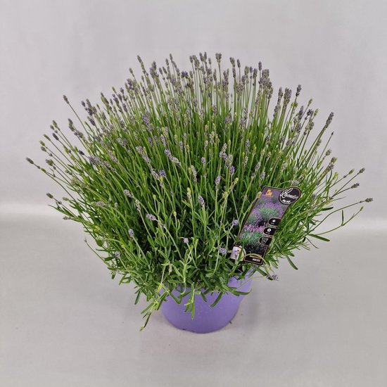 Lavandula lavendel angustifolia essence purple in grote pot ...