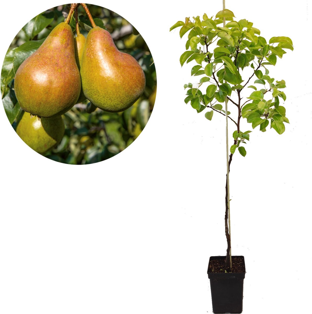 Pyrus communis 'Gieser Wildeman' Stoofpeer- Perenboom, 5 liter pot ...