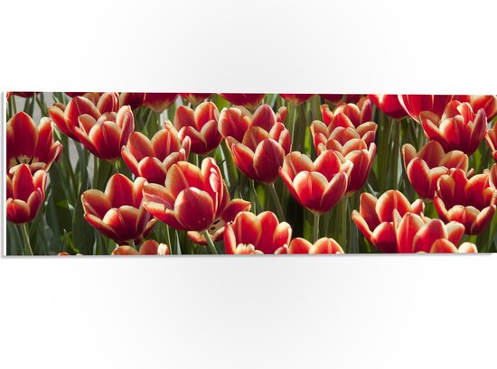 PVC Schuimplaat - Rood Tulpenveld in Nederland - 60x20 cm Foto op PVC ...