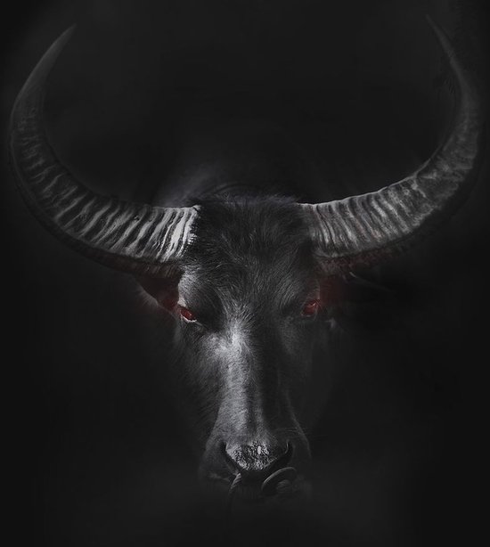 Fotobehang - Vlies Behang - Kop van een Stier - Stierenkop - Longhorn ...