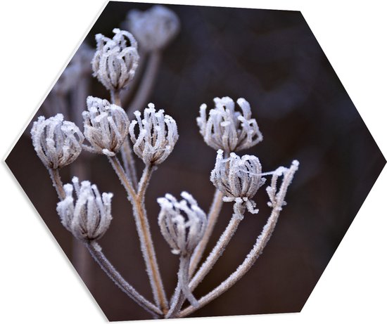 PVC Schuimplaat Hexagon - Planten - Vorst - IJs - 70x60.9 cm Foto op ...