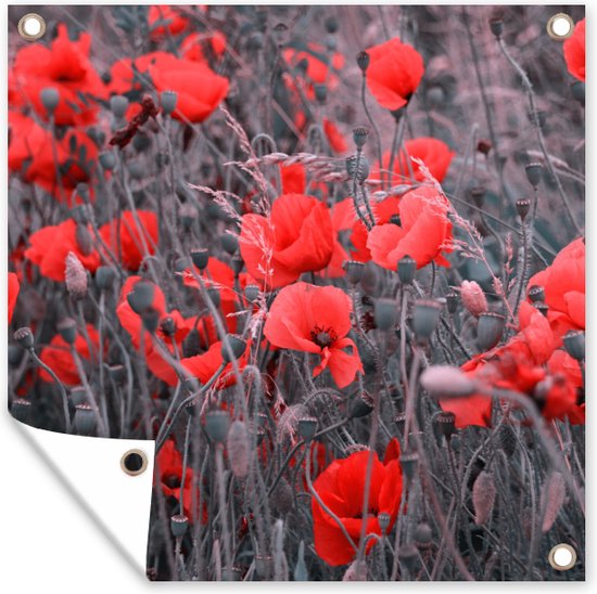 Tuinposters Rode Klaprozen in een zwart wit afbeelding - 50x50 cm | bol.com