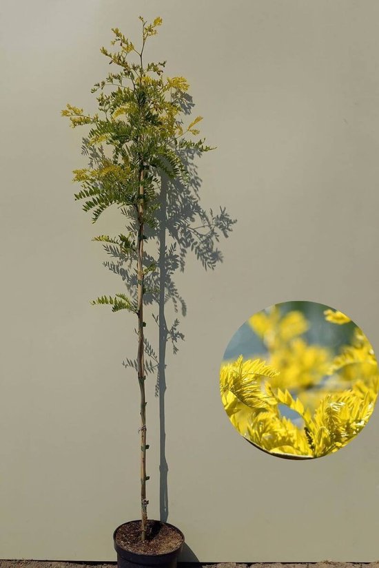 Jonge Gele Valse Christusdoorn Boom | Gleditsia triacanthos 'Sunburst ...
