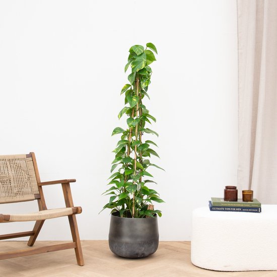 Epipremnum Pinnatum Variegata mosstok - 150cm | bol