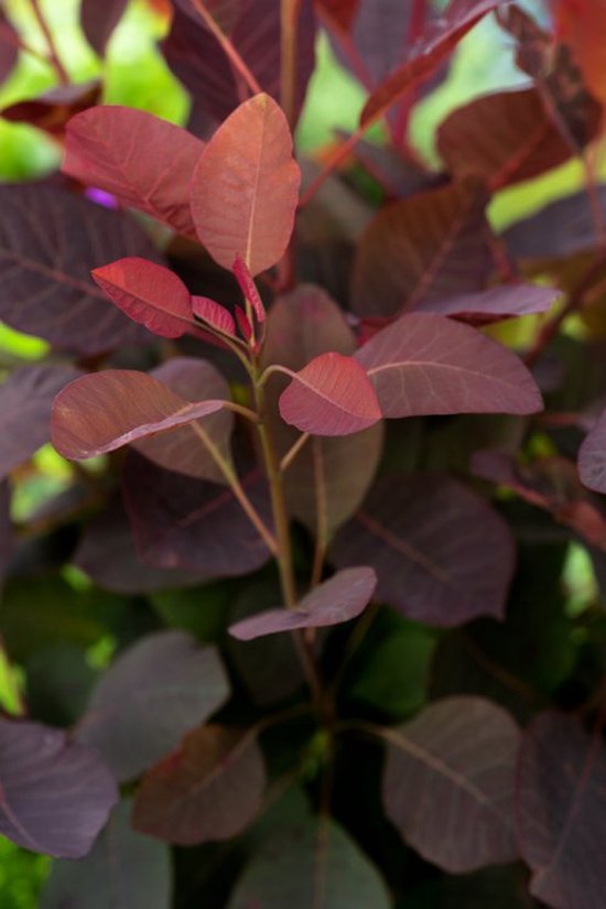 Plants Online - Tuinplanten - Heesters - Set van 1 - Cotinus 'Grace' - 7 liter pot -... | bol