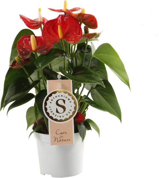 Goed & Groen - Anthurium "Red Champion" - ↨ 30cm - Potmaat 9 ...