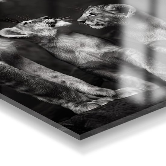 Indoorart - Glasschilderij Leeuwen Band 60x90 CM - Afbeelding op ...