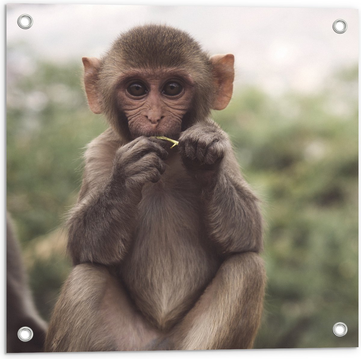 WallClassics - Poster de Jardin - Mignon Klein Singe en train de Manger ...