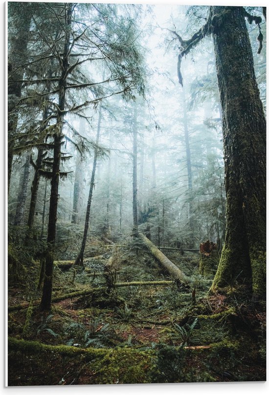 WallClassics - PVC Schuimplaat- Takken op Grond van Mistig Bos - 40x60 ...