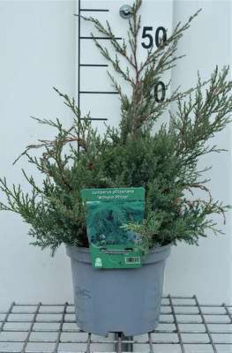 Juniperus pfitzeriana 'Wilhelm Pfitzer' - Pfitzer Jeneverbes 25 - 30 cm ...