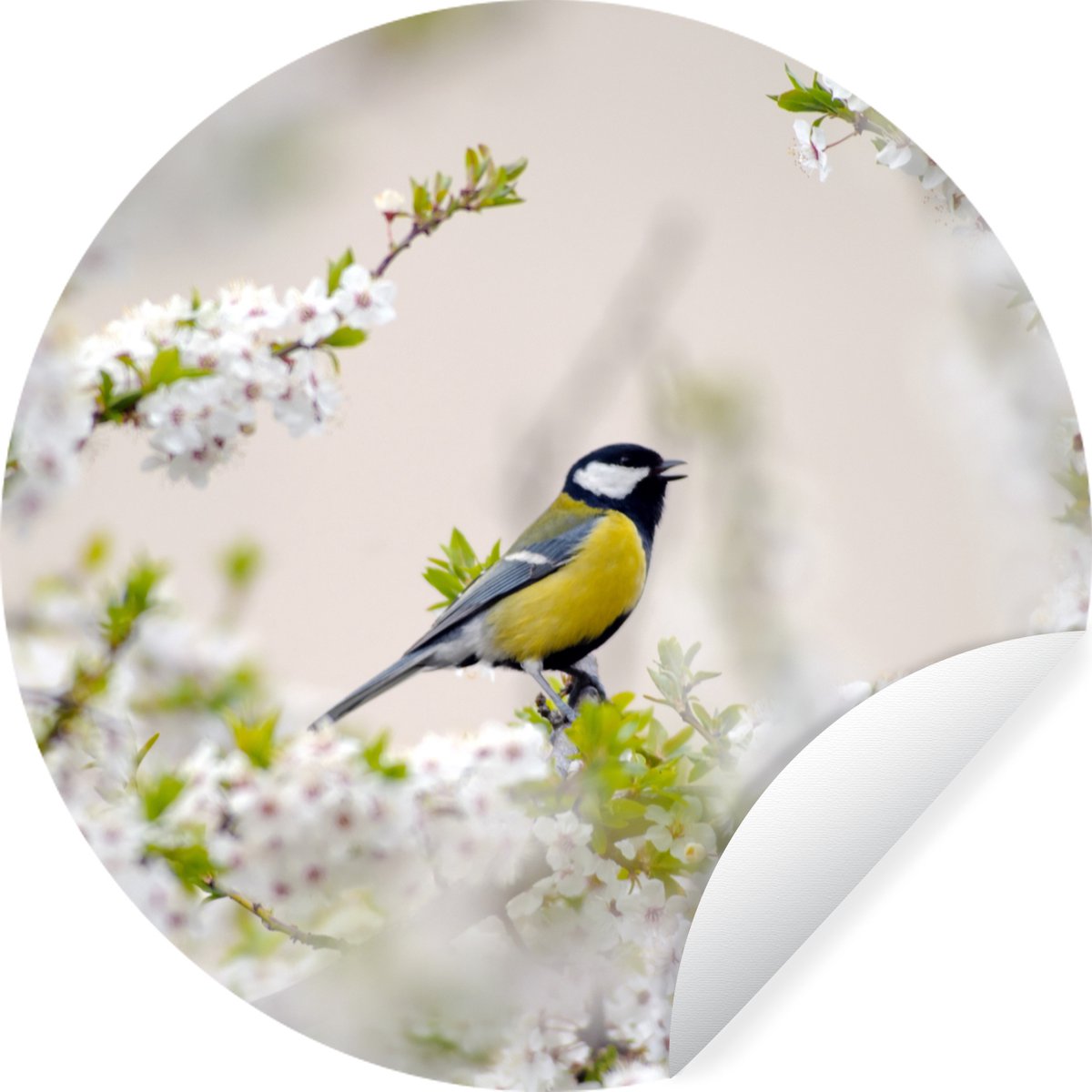 WallCircle - Behangcirkel - Vogel - Koolmees - Bloemen - Bloesemboom - Wit -... | bol.com