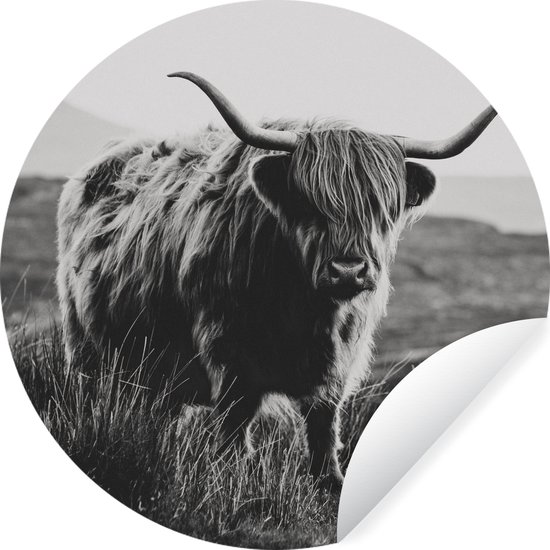 Behangcirkel - Zelfklevend behang - Dieren - Schotse hooglander - Koe - Gras - Natuur... | bol