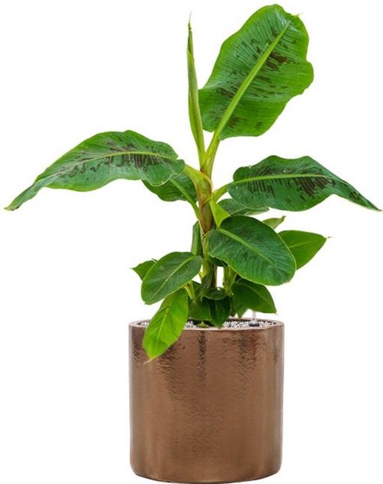 Plant in Pot Musa Dwarf Cavandish 85 cm kamerplant in Cylinder Gold 30 ...