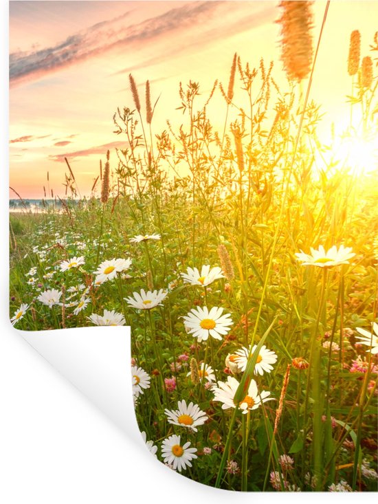 Muurstickers - Sticker Folie - Bloemen - Madelief - Natuur - Zon ...