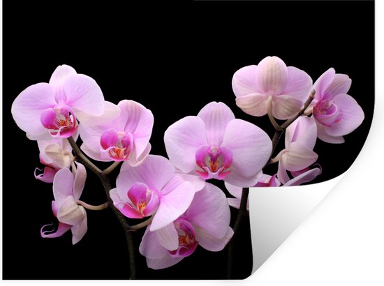 Muurstickers - Sticker Folie - Orchidee - Bloemen - Roze - Flora - 40x30 cm -... | bol