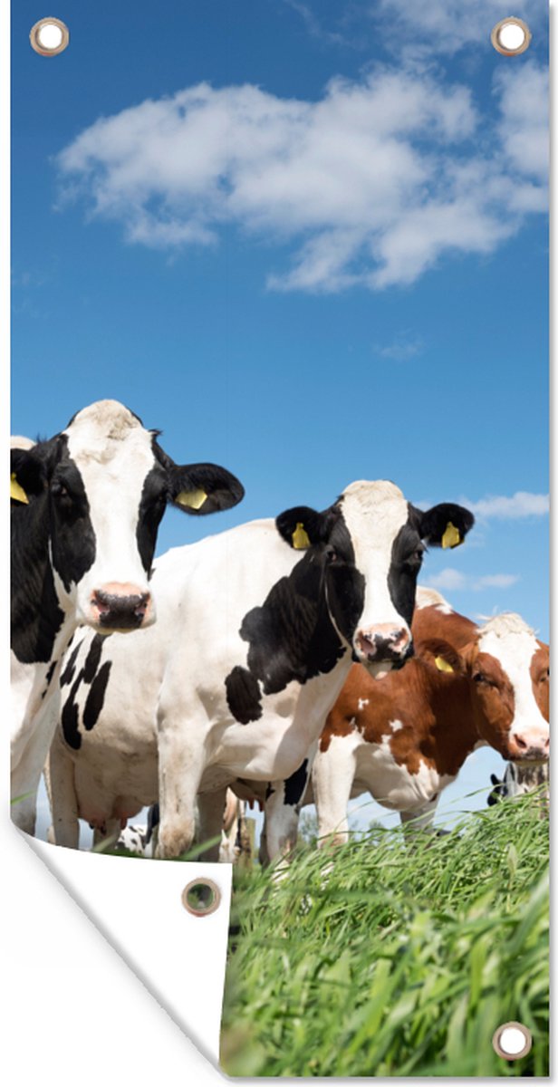 Affiche de jardin Vaches - Campagne - Pâturage - Nature - Animaux ...
