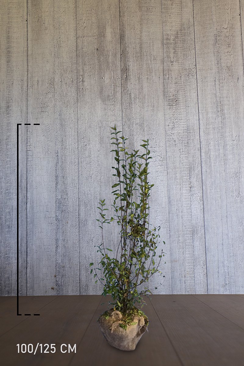 10 stuks | Gewone Liguster Kluit 100-125 cm - Bladverliezend ...