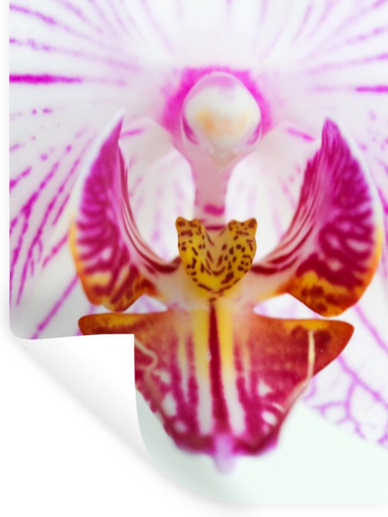 Muurstickers - Sticker Folie - Orchidee detail - 120x160 cm - Plakfolie - Muurstickers... | bol
