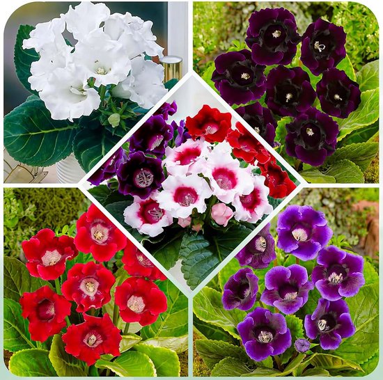 Gloxinia - Sinningia - Bloembollen - 5 stuks - Meerkleurig - Bloem ...
