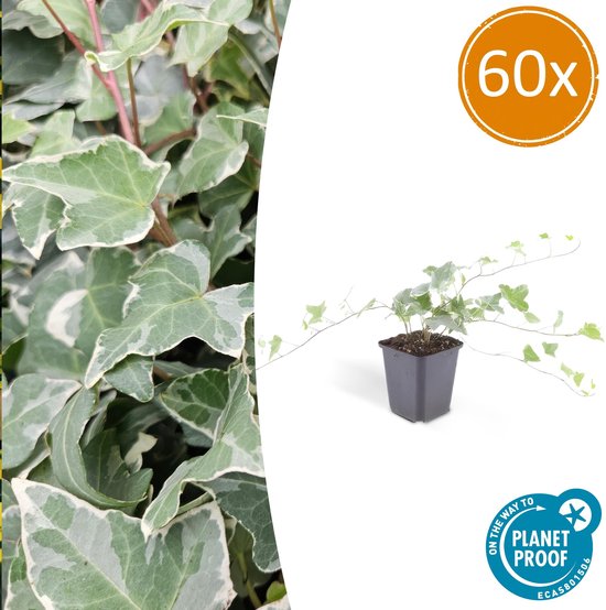 Tuinplantenshop.com | Hedera helix 'Glacier' | 60 stuks - Ø9cm - 10 ...