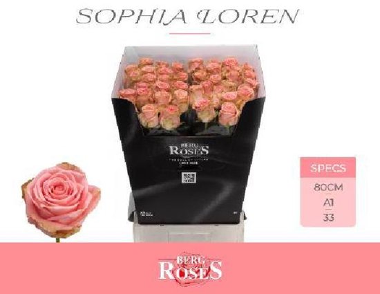 DutchFlowers - Boeket - 10x Rosa sophia loren 80cm | bol