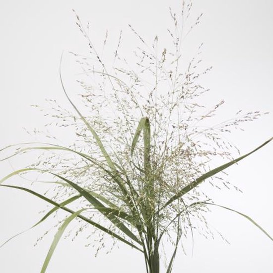 50x Gs panicum warrior 80cm | bol