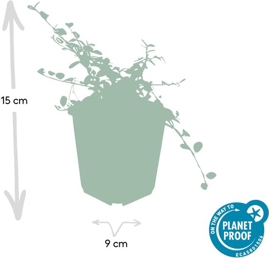 Tuinplantenshop.com | Cotoneaster prostratus 'Streib's Findling' | 40 ...