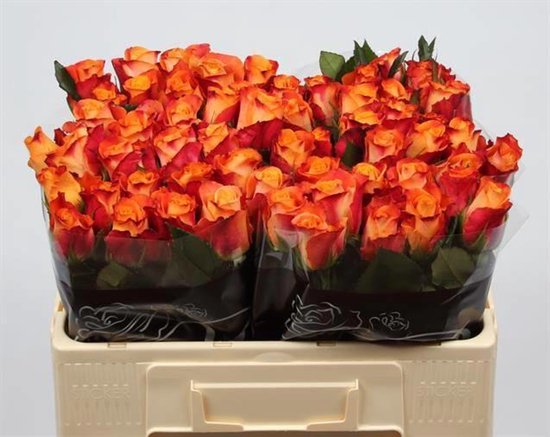 20x Rosa mariyo! 50cm | bol