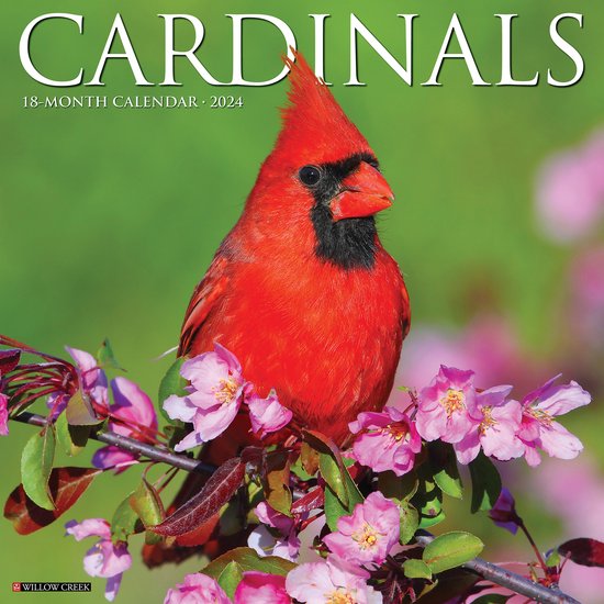 Cardinals 2024 12 X 12 Wall Calendar, Willow Creek | 9781549232848 ...