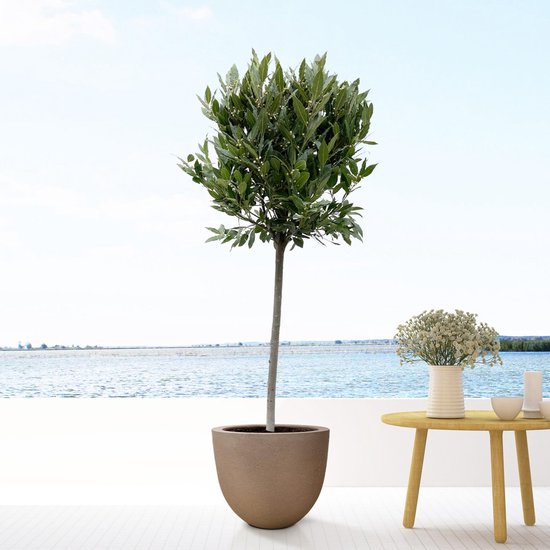 Laurierboom - Laurus Nobilis op stam XXL | bol.com