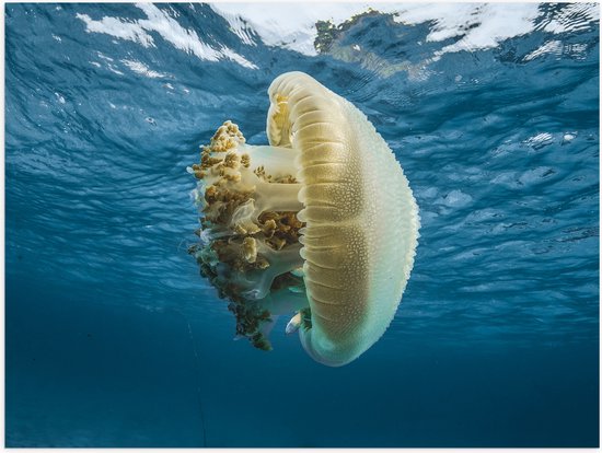 Poster Glanzend – Zwemmende Grote Kwal met Tentakels - 40x30 cm Foto op ...