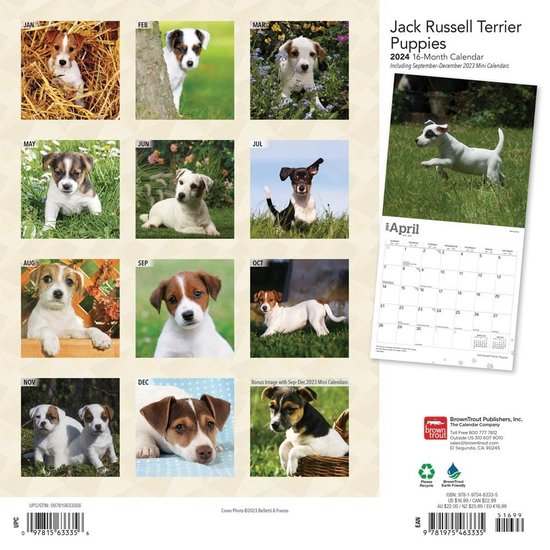 Jack Russell Terrier Puppies Kalender 2024 | bol